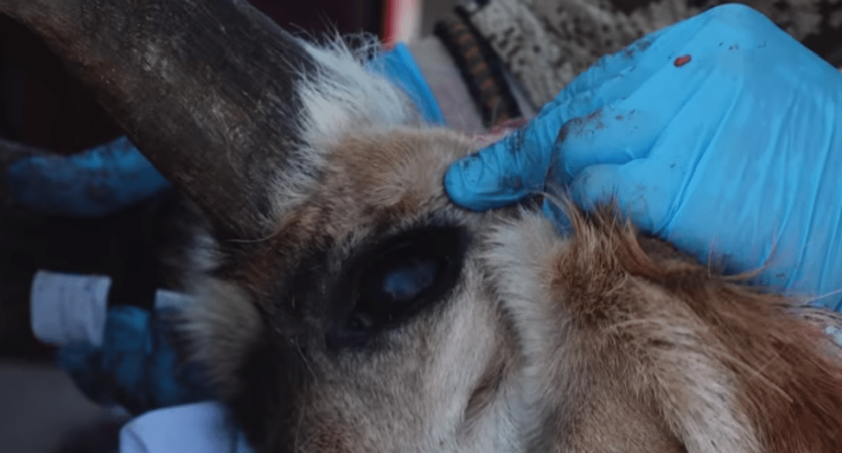 10 of the Greatest Taxidermy Jobs Ever - Wide Open Spaces