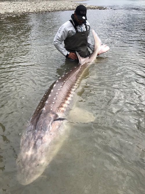 NHL Players Catch Massive Sturgeon On Their Day Off - Wide Open Spaces