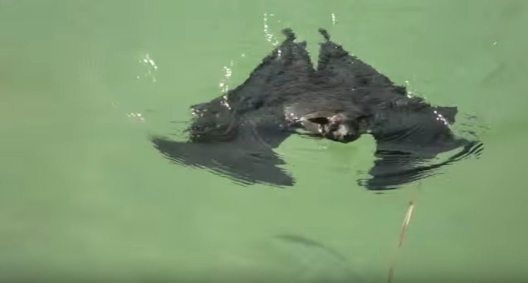 Here’s a Giant Swimming Bat That Will Haunt Your Dreams - Wide Open Spaces