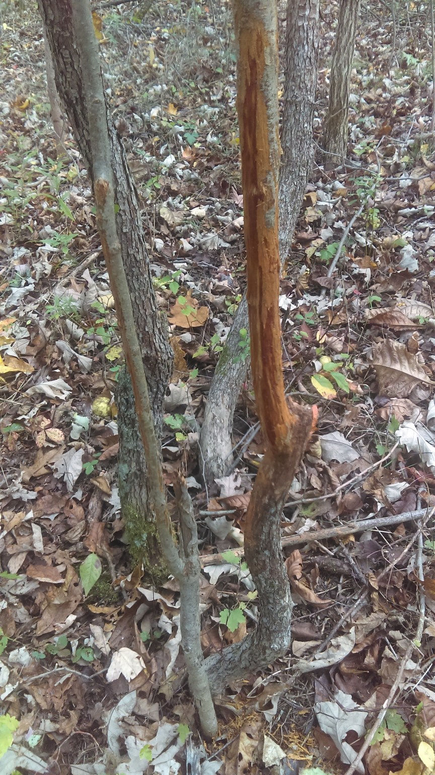I Walked in My Woods for an Hour, and Here Are All the Tree Rubs I ...