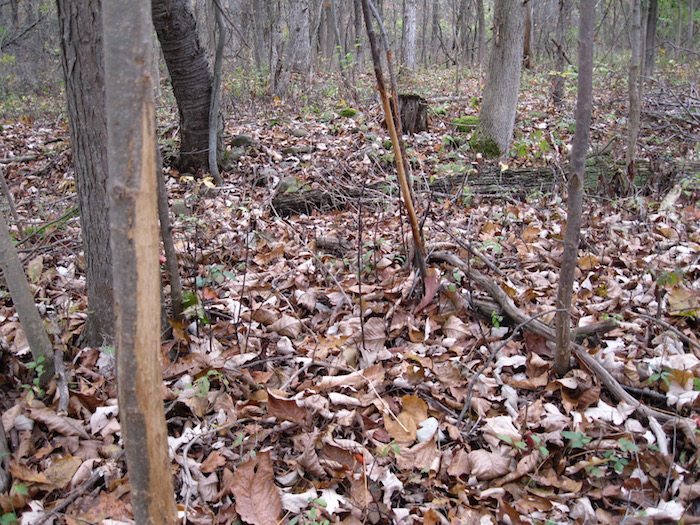 I Walked in My Woods for an Hour, and Here Are All the Tree Rubs I ...