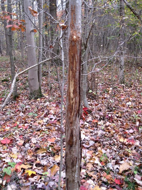 I Walked in My Woods for an Hour, and Here Are All the Tree Rubs I ...