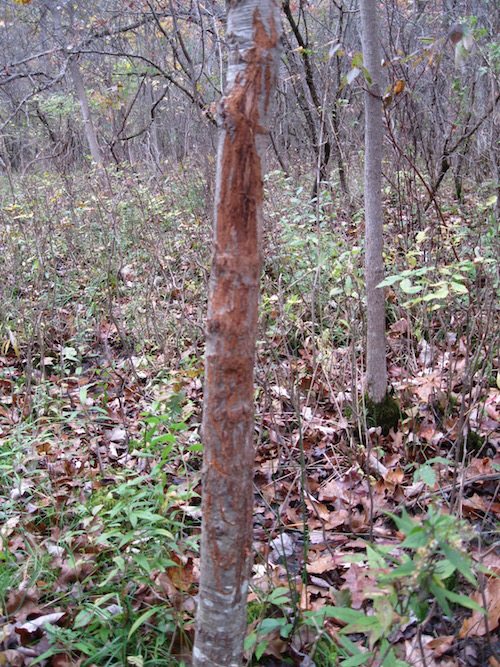 I Walked in My Woods for an Hour, and Here Are All the Tree Rubs I ...