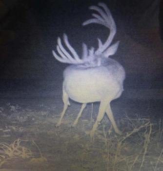 Was This a Possible World-Record Deer Spotted a While Back in Indiana ...