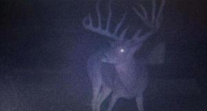 Was This a Possible World-Record Deer Spotted a While Back in Indiana ...