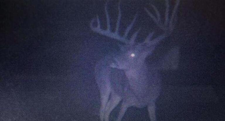 Was This a Possible World-Record Deer Spotted a While Back in Indiana ...