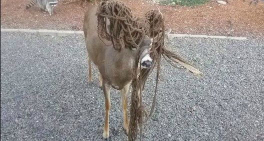 Bob the Buck Freed After Getting Tangled In 8 Pounds of Rope - Wide ...