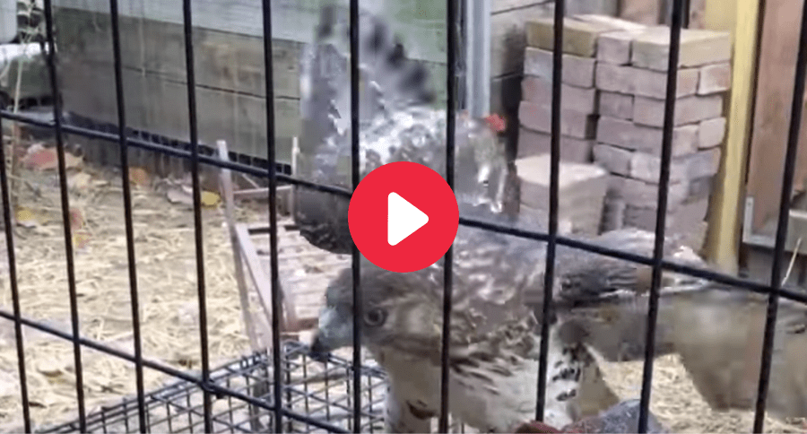 Woman Fights Hawk to Save Her Backyard Chickens (What to Do If It ...