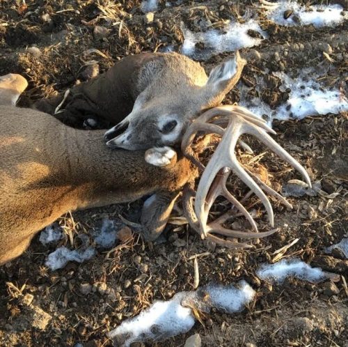 Pics: Hunter Harvests Deer with a Locked-Up Dead Buck's Head Attached ...