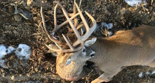 Pics: Hunter Harvests Deer with a Locked-Up Dead Buck's Head Attached ...