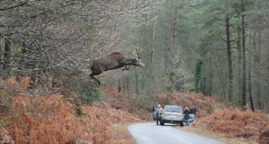 Real or Fake: 'Hoofed Animal' Takes a Flying Leap Over Road - Wide Open ...
