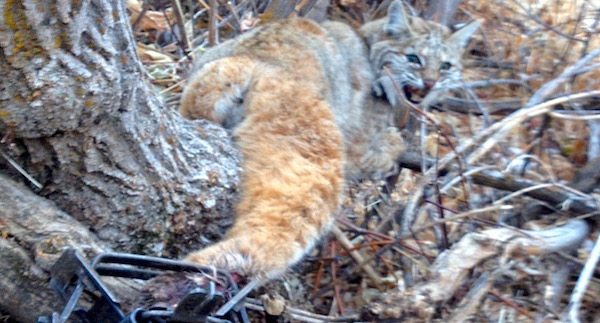 10 Quick Tips for Trapping Bobcats - Wide Open Spaces