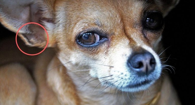 What Is a Henry's Pocket? Why Does My Dog Have One?