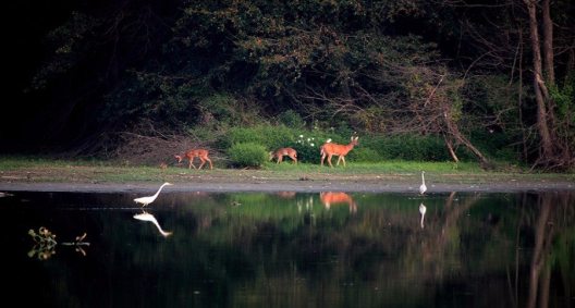 132,000 Acres of Land Are About to Be Opened for Public Hunting and ...