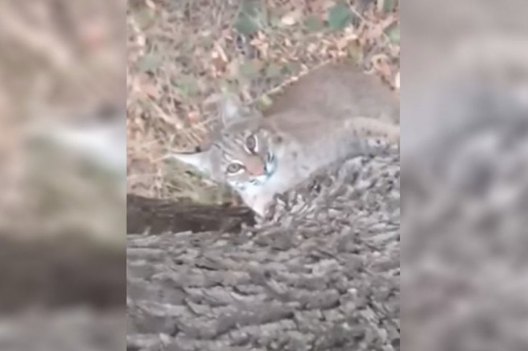 Bobcat Attacks Tim Wells After He Shoots It With an Arrow - Wide Open ...