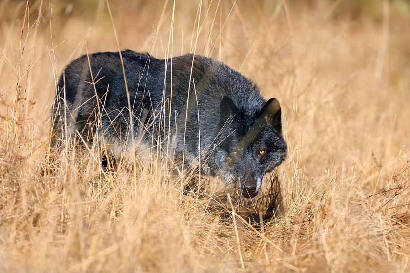Where, When, and How to Hunt Wolves in the US - Wide Open Spaces