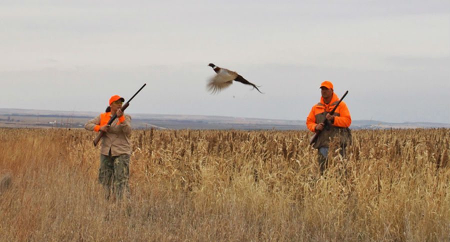 Utah Releases 10,000 Pheasants on Public Land Across the State - Wide ...