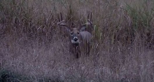 Video Released of Don Higgins' Hunt of "Smokey," the 206-Inch Giant ...