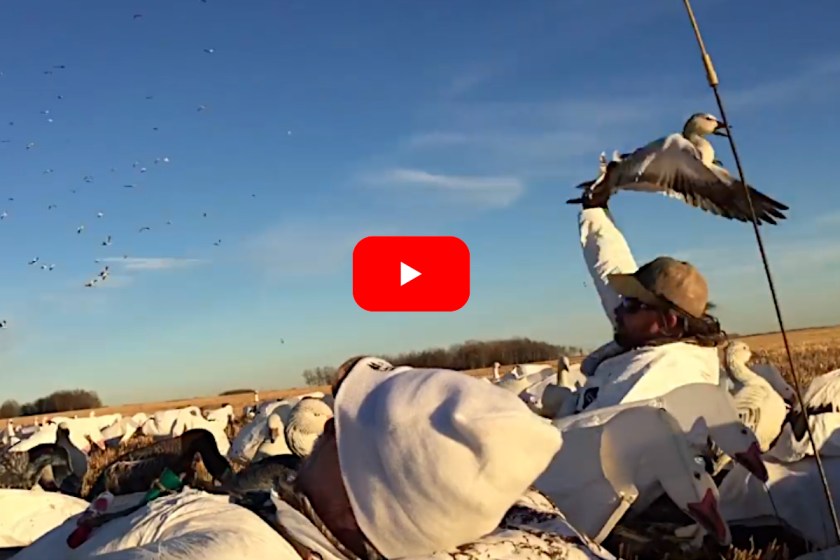 Hunter Catches Goose With Bare Hand