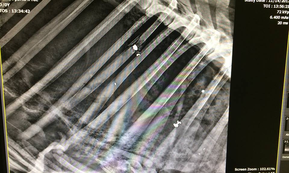 How Oklahoma Game Wardens Utilized X-Rays to Catch a Deer Poacher ...