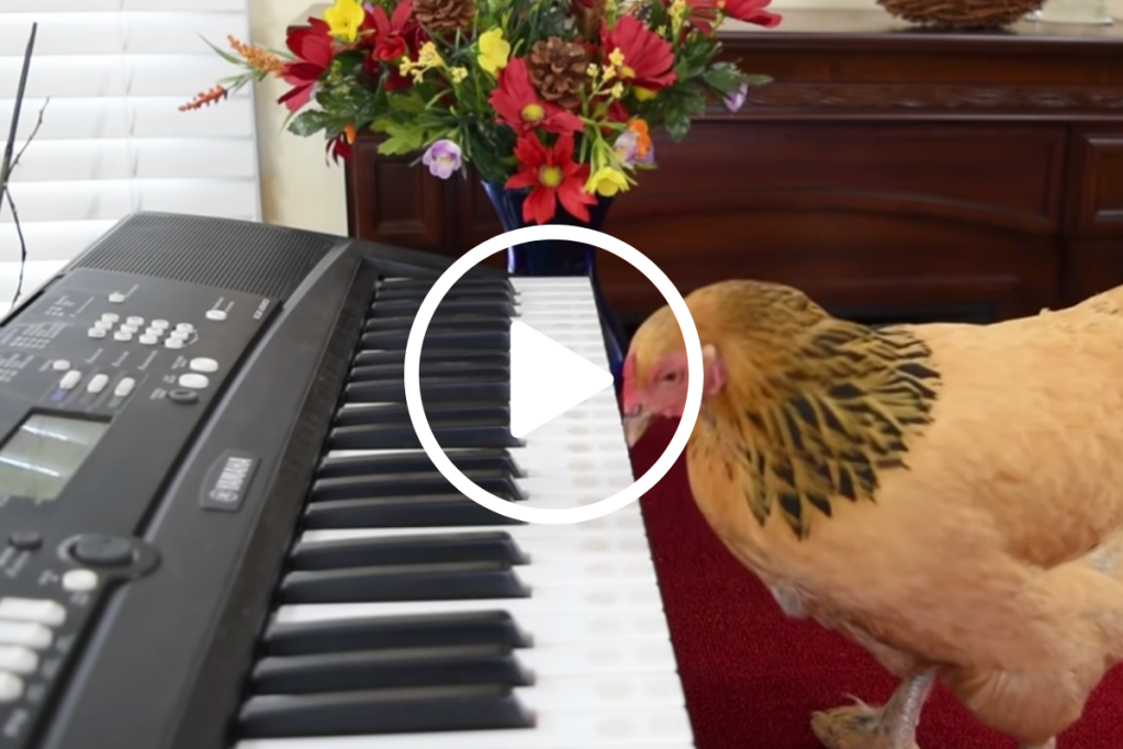 Patriotic Chicken Plays "America The Beautiful" on Piano