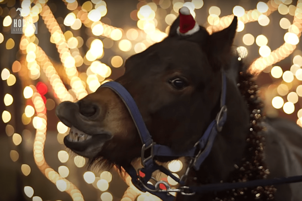 Horses Singing Jingle Bells Are The Perfect Way to Ring In Christmas