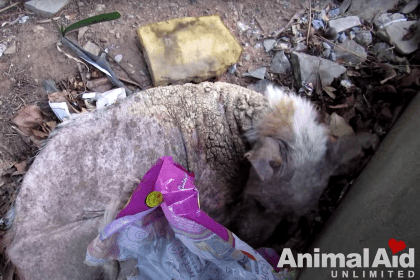 Animal Aid Unlimited Rescues Stray Dog with Spinal Cord Injury [VIDEO]