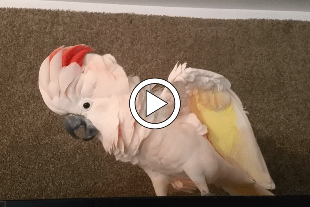 Foul-Mouthed Cockatoo Is NOT Going Back Into Her Cage [VIDEO]