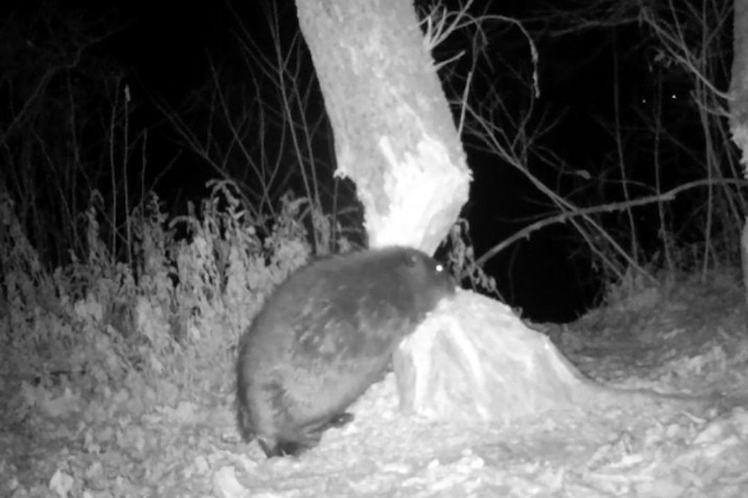 This Tree-Chomping Beaver Should’ve Worn a Hardhat - Wide Open Spaces