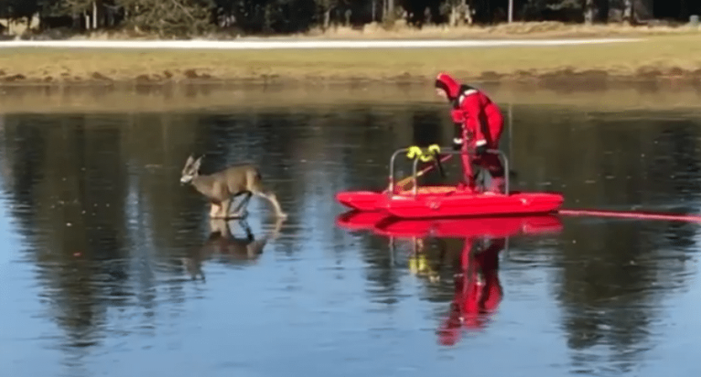Firefighters Use Ice Sled to Rescue Deer Immobilized on Frozen Lake ...