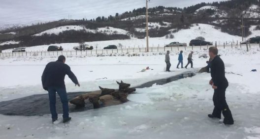 Now Presenting the Famous Frozen Fox - Wide Open Spaces