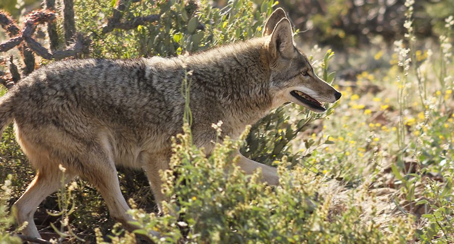 8 Things That Remind Us Why We Predator Hunt - Wide Open Spaces