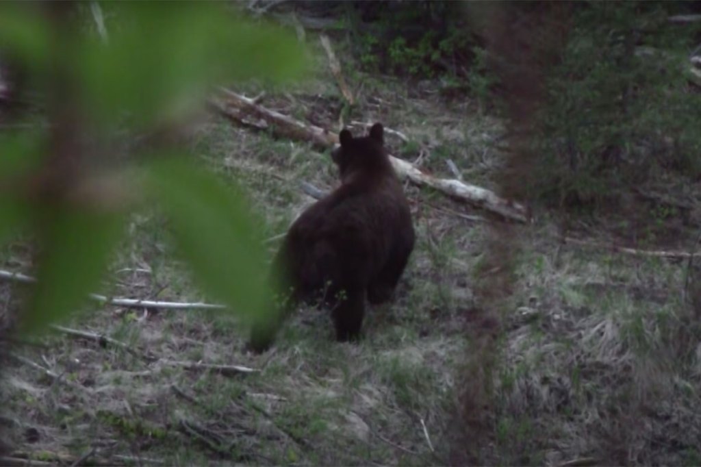 Baiting Bears: How to Do it Safely and Effectively