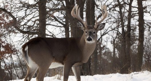 Tips for Judging Whitetail Racks in the Field - Wide Open Spaces