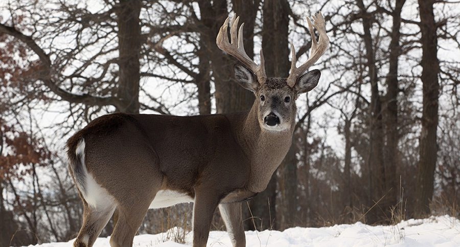 Tips for Judging Whitetail Racks in the Field - Wide Open Spaces