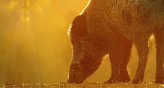 Wild Hog Poison Moving to Field Test Stage in Alabama - Wide Open Spaces