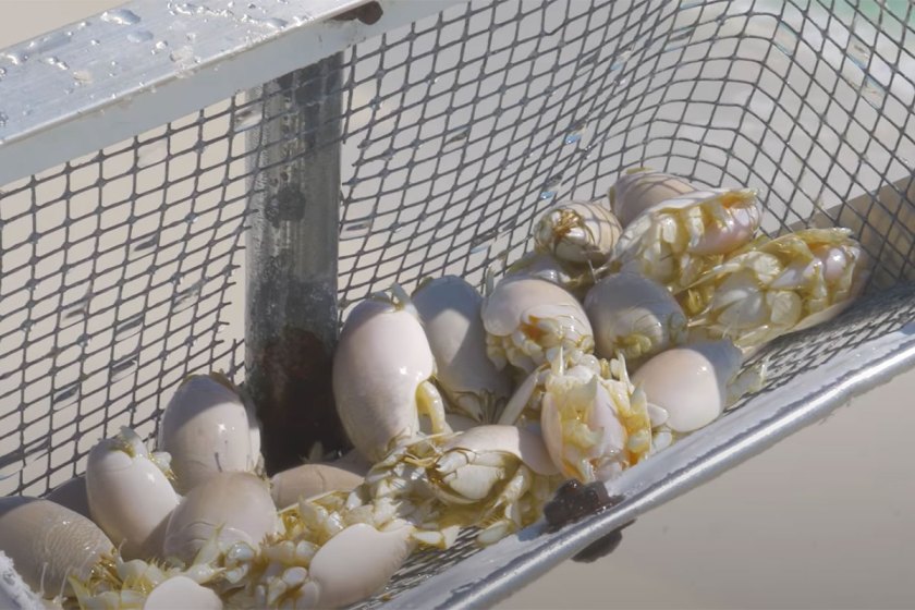 Eating Sand Fleas: How to Harvest, Prepare for Consumption