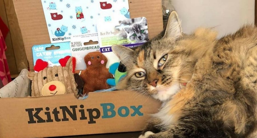 KitNipBox: The Cat Subscription Box With Fun Surprises Inside