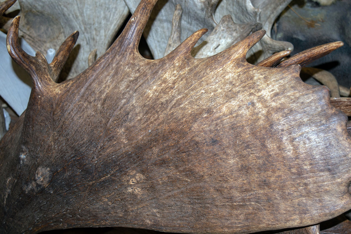 Could This Moose Be the New World Record? - Wide Open Spaces