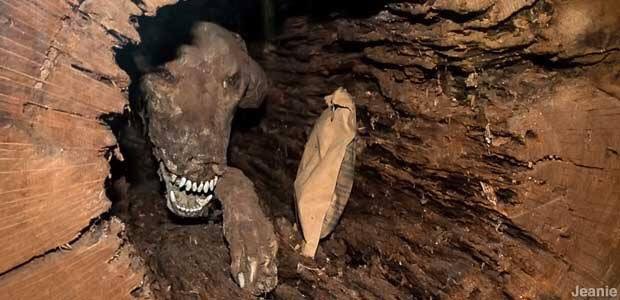 The Story of the Mummified Hunting Dog That Was Found Inside a Hollow ...