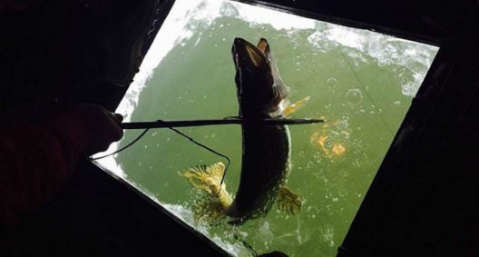 How to Get Into Winter Darkhouse Spearing for Northern Pike - Wide Open Spaces
