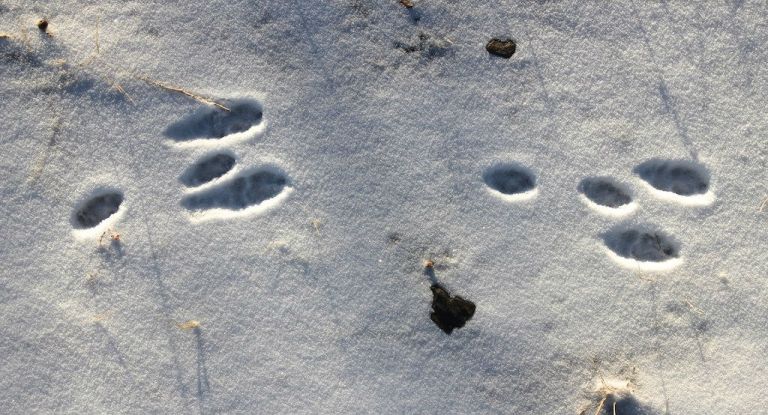 How to Tell the Difference Between Squirrel and Rabbit Tracks - Wide ...