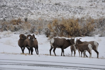 10 Major Poaching Cases That Outraged Hunters Everywhere - Wide Open Spaces