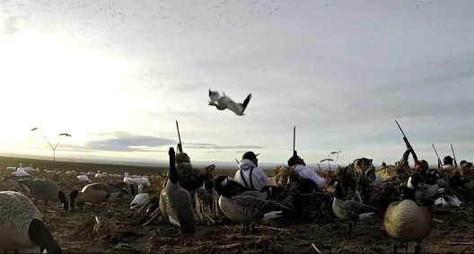 Hunter Takes a Goose to the Face as it Rockets to the Ground - Wide ...