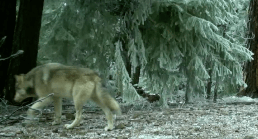 Debate Ignites as Oregon Wolves Confirmed Back In Northern Cascade ...