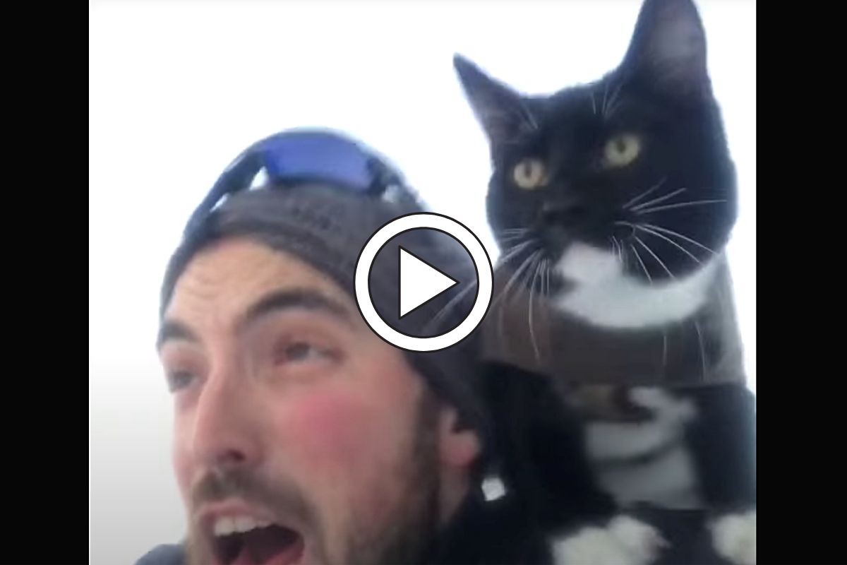 Extreme Cat Goes Sled Riding On His Owner's Shoulders