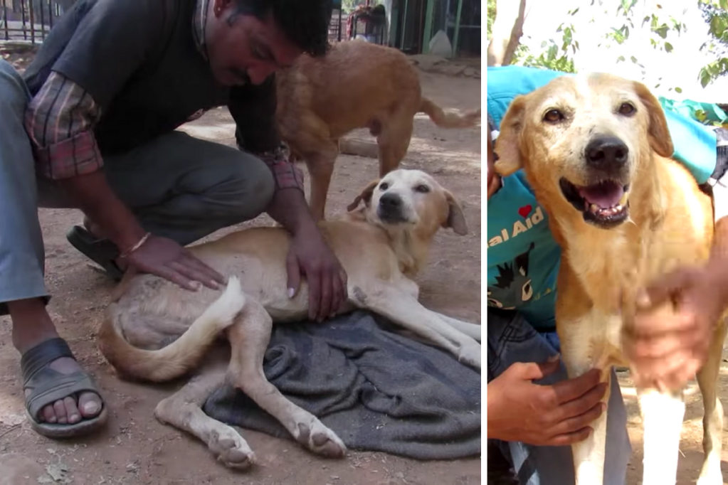 Animal Aid Unlimited Rescues Stray Dog with Spinal Cord Injury [VIDEO]