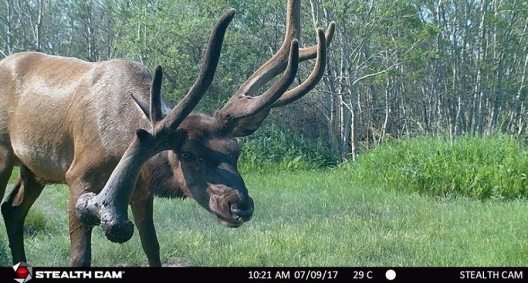 Feast Your Eyes on Montana's New Non-typical Bull Elk Record - Wide ...