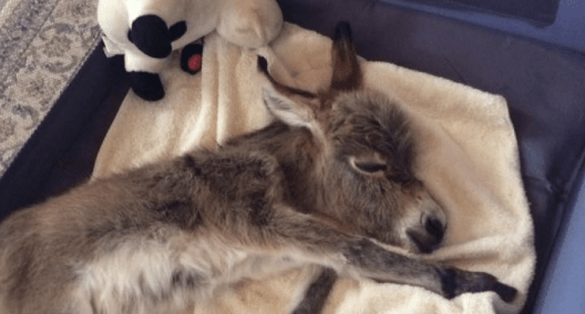 Meet Tiny Tim, the Miniature Donkey Breaking the Internet