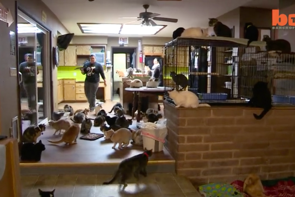 Cat House on the Kings: This Woman Lives With 1,000 Cats, But Why?